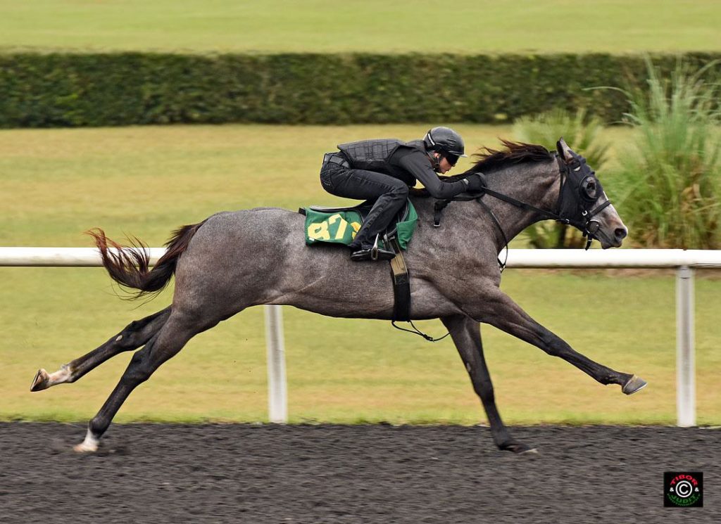 Pocket Aces Racing Adds NY Bred Mission Impazible Colt - Pocket Aces Racing