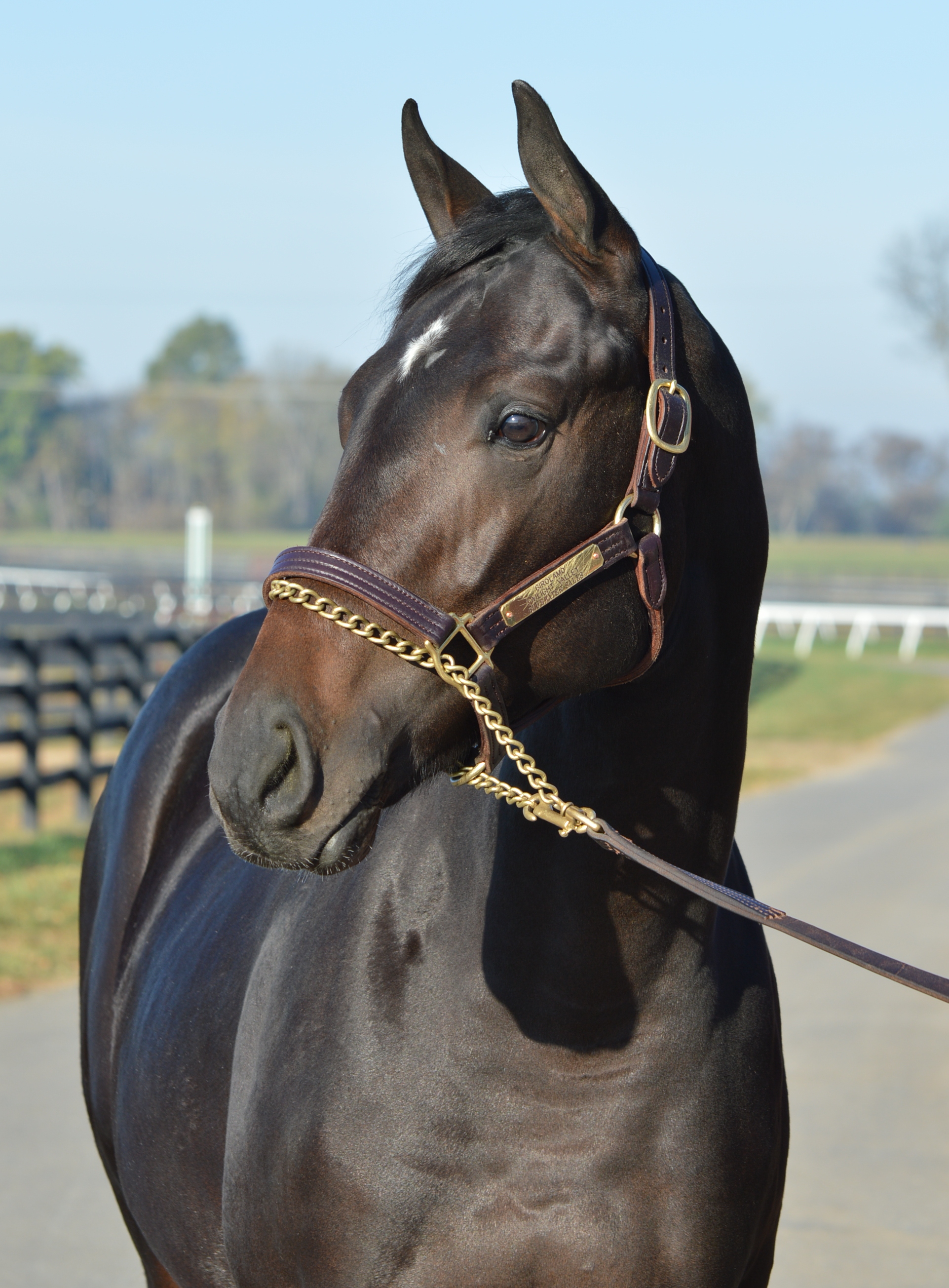 Video: Twilight King Training at Margaux Farm - Pocket Aces Racing