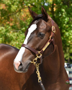 Pocket Aces Racing Adds Shanghai Bobby Colt to Stable - Pocket Aces Racing