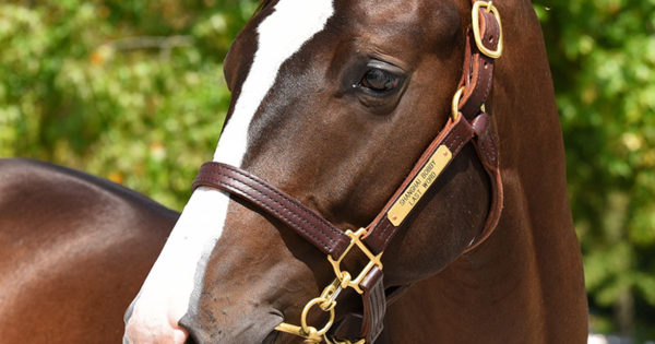 Pocket Aces Racing Adds Shanghai Bobby Colt to Stable - Pocket Aces Racing