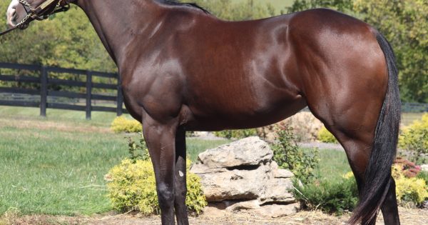 Homeroom Angel Works at Belterra Park - Pocket Aces Racing