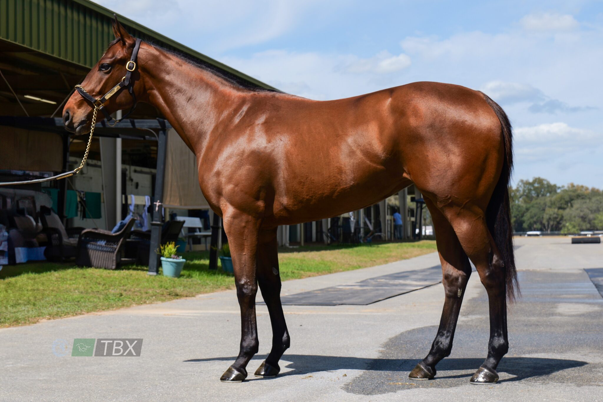 Pocket Aces Racing - Horse Racing Partnerships | POCKET ACES RACING