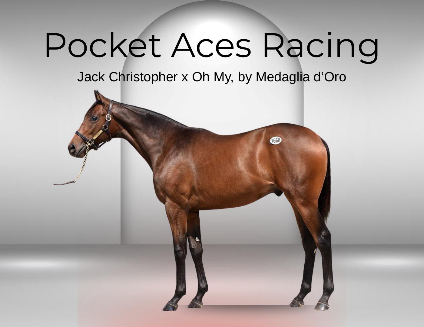 Jack Attack: 2YO Colt by Jack Christopher - Pocket Aces Racing