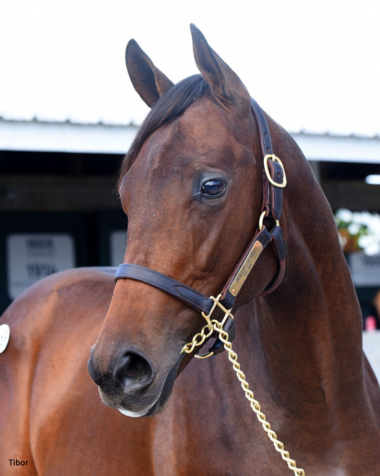 Pocket Aces Racing Adds Colt by Jack Christopher - Pocket Aces Racing