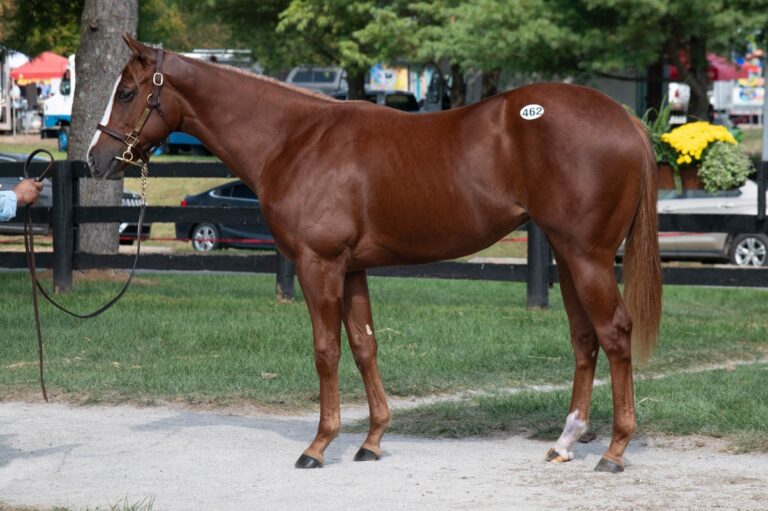 2YO Filly by Drain the Clock out of Red Hot Mama - Pocket Aces Racing